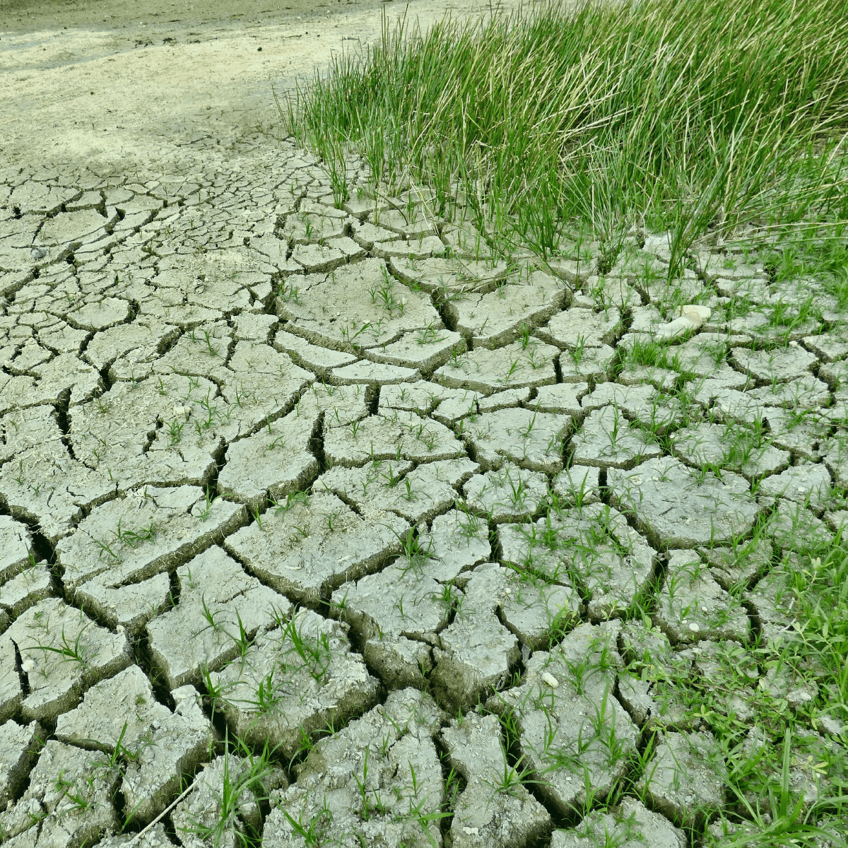 Climate Change and the Environment - ActionSA